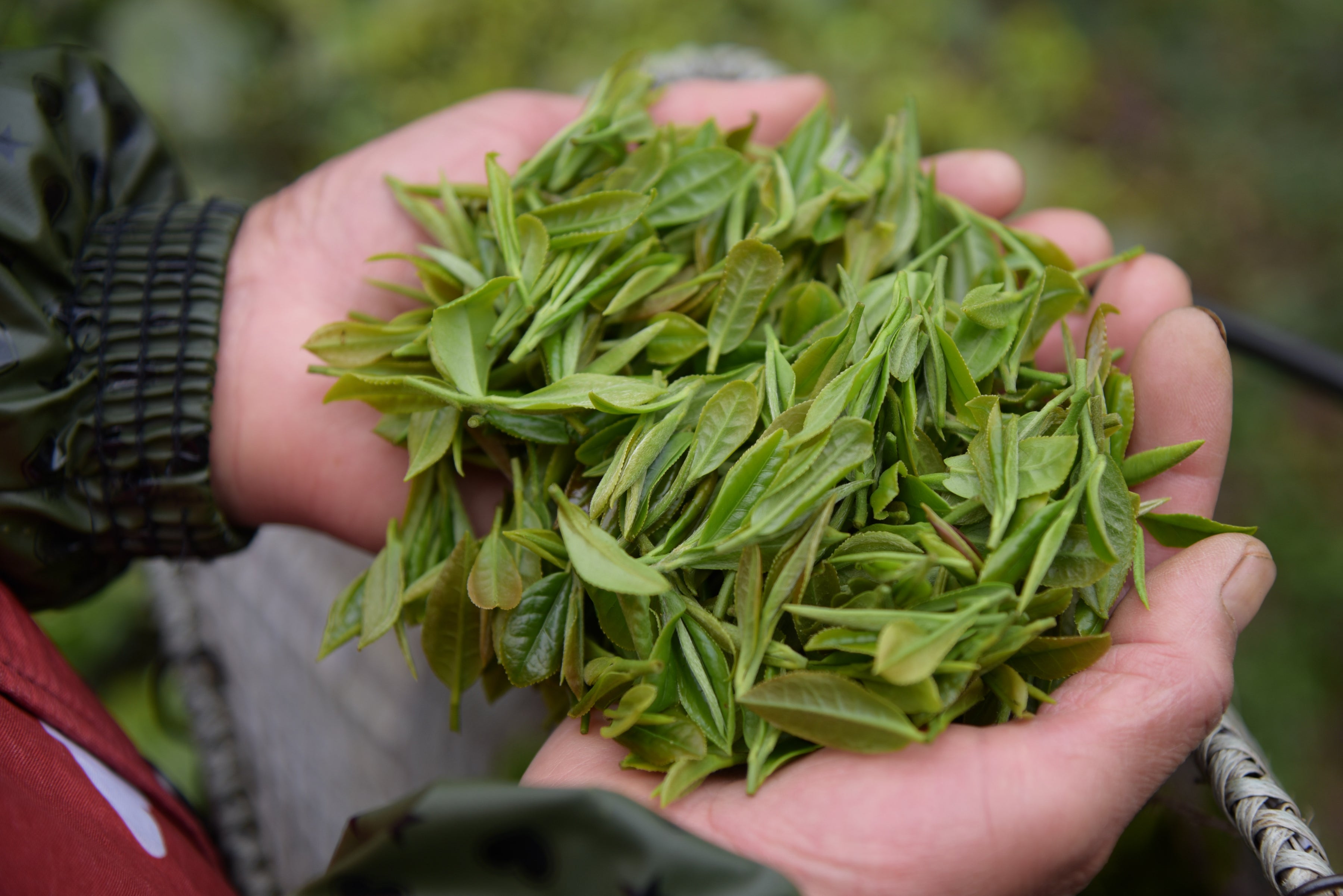 Tiger Lily Tea - Mystic, CT – Tiger Lily Tea Co